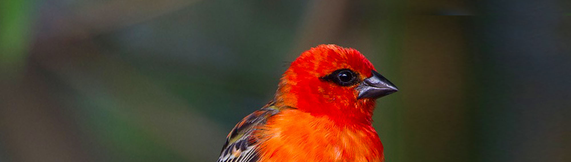 Mauritian Wildlife Foundation