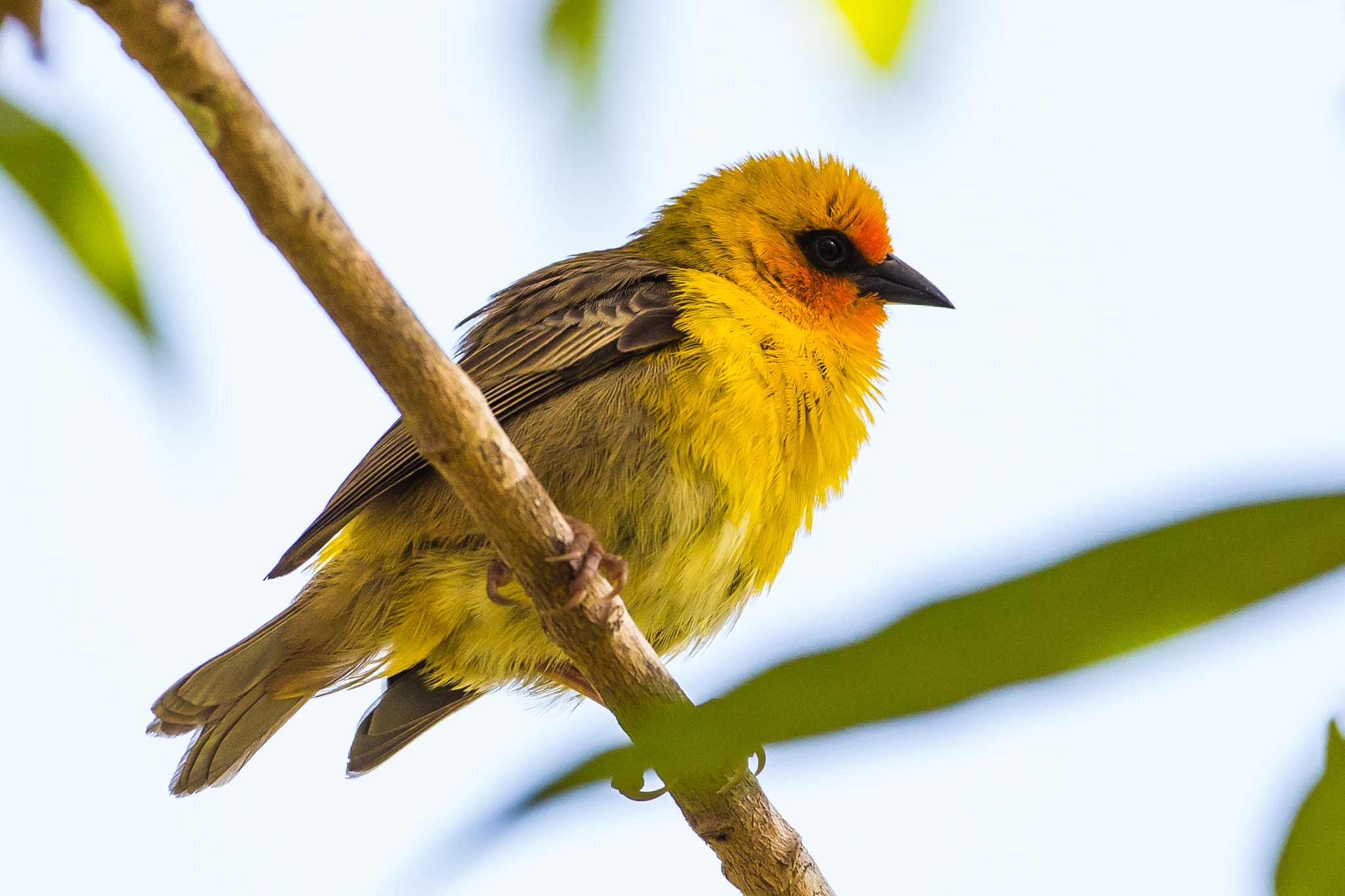 Mauritian Wildlife Foundation