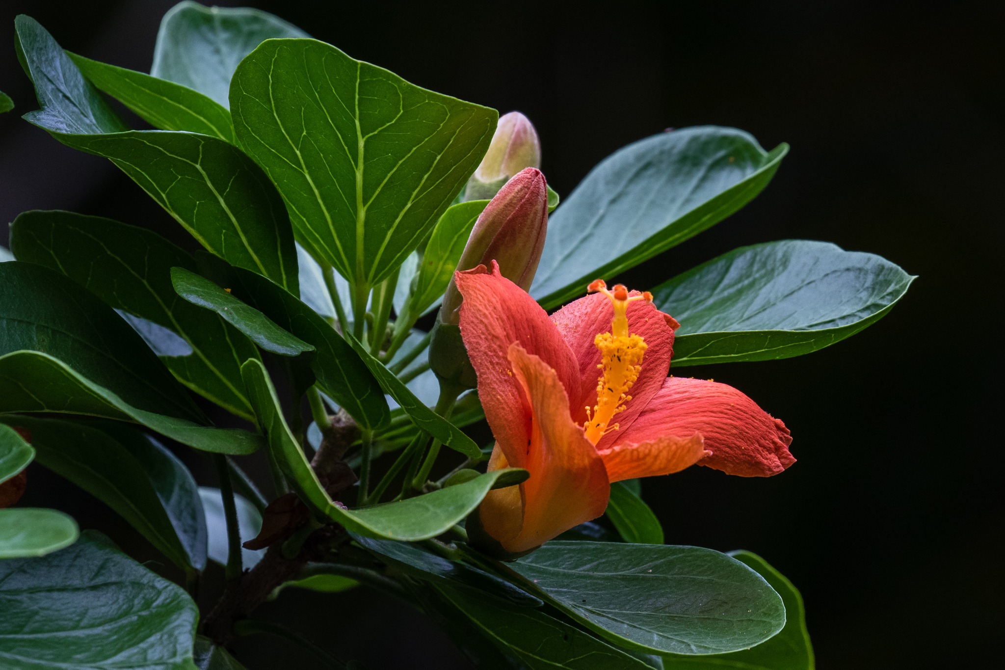 Mauritian Wildlife Foundation