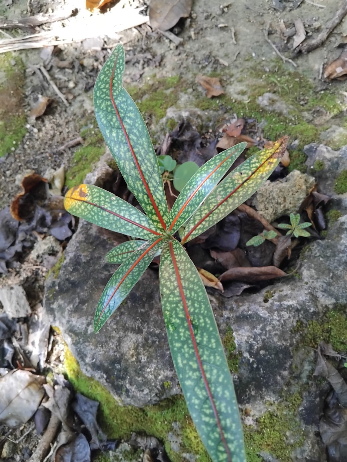 Mauritian Wildlife Foundation