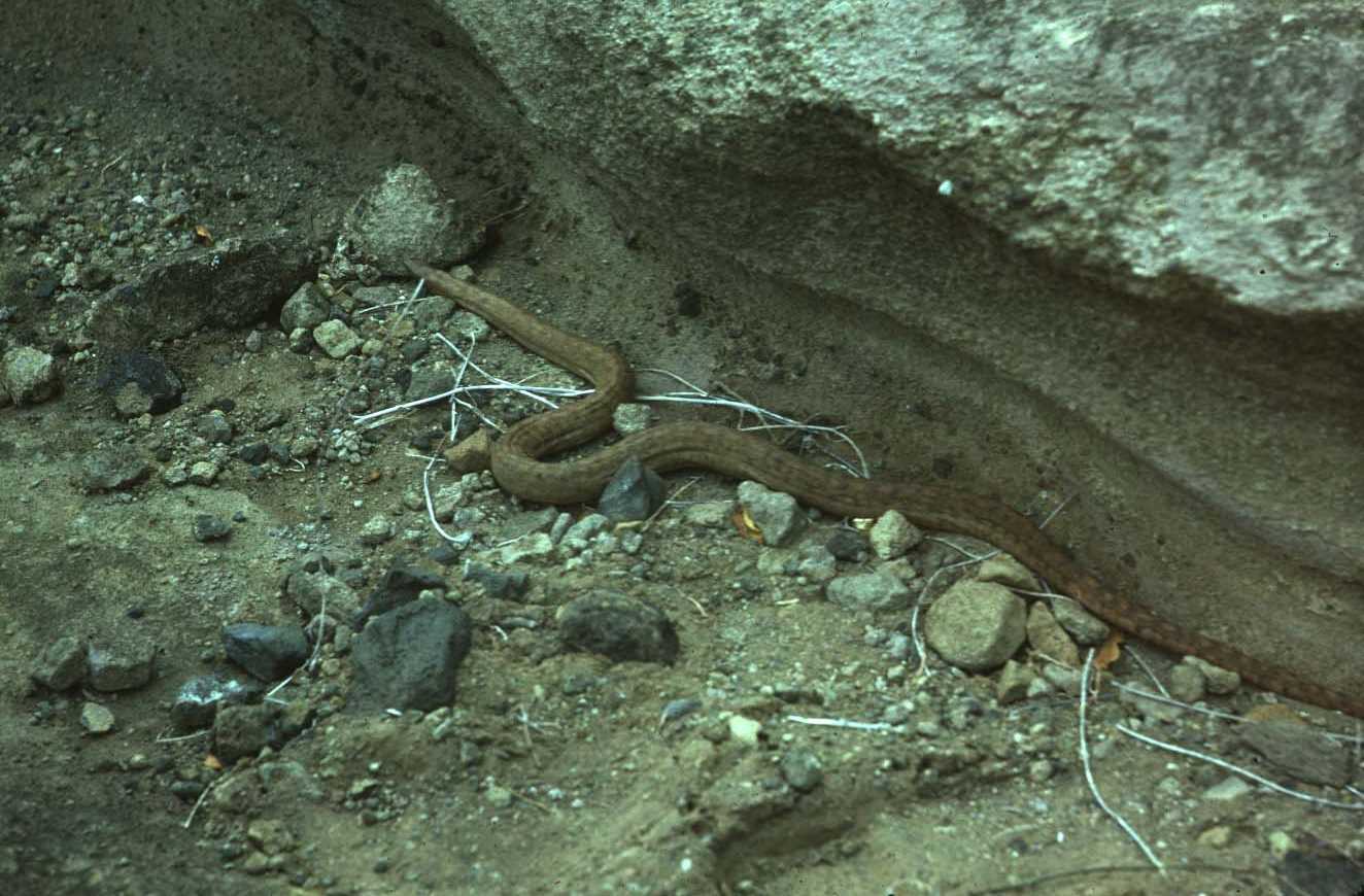 Mauritian Wildlife Foundation