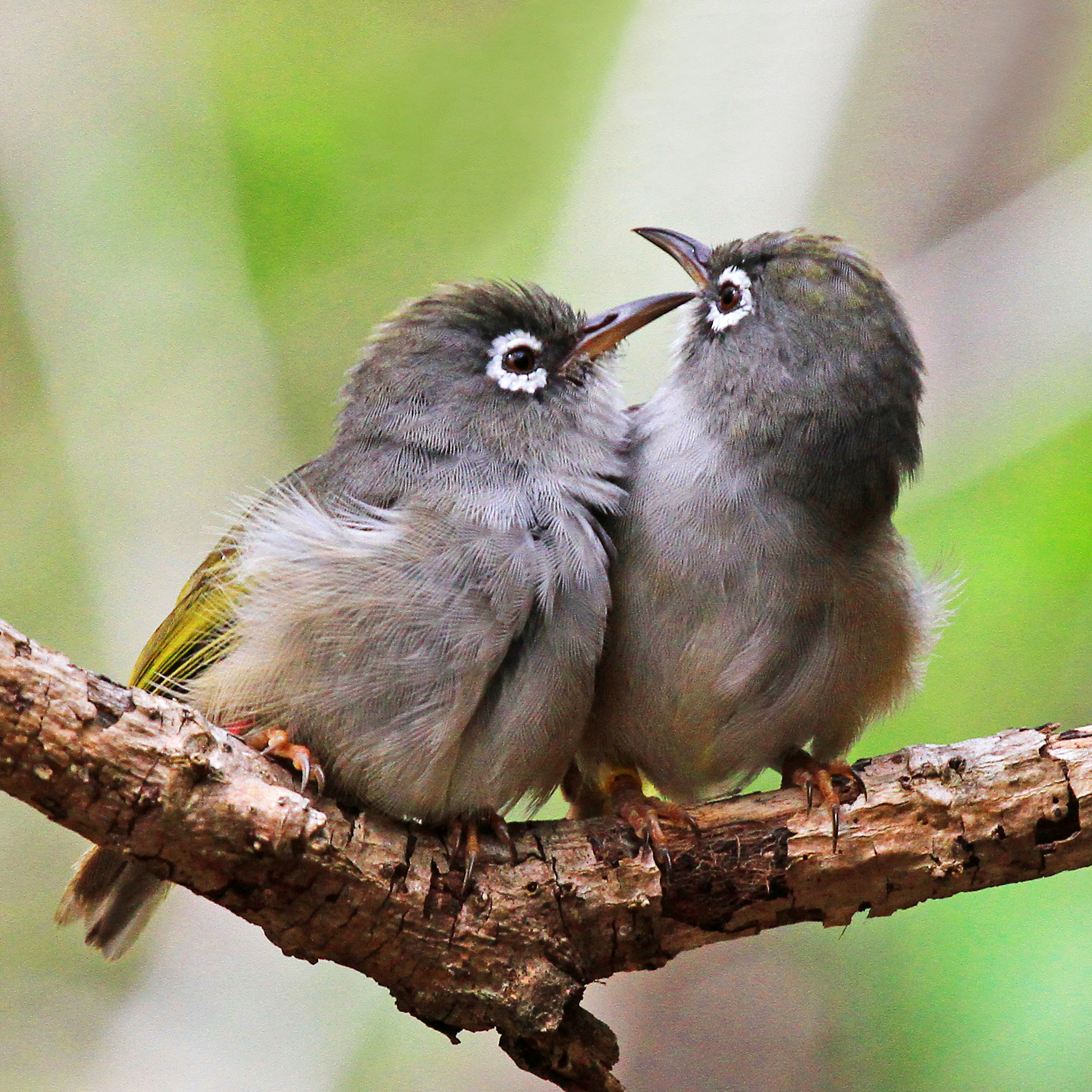 Mauritian Wildlife Foundation