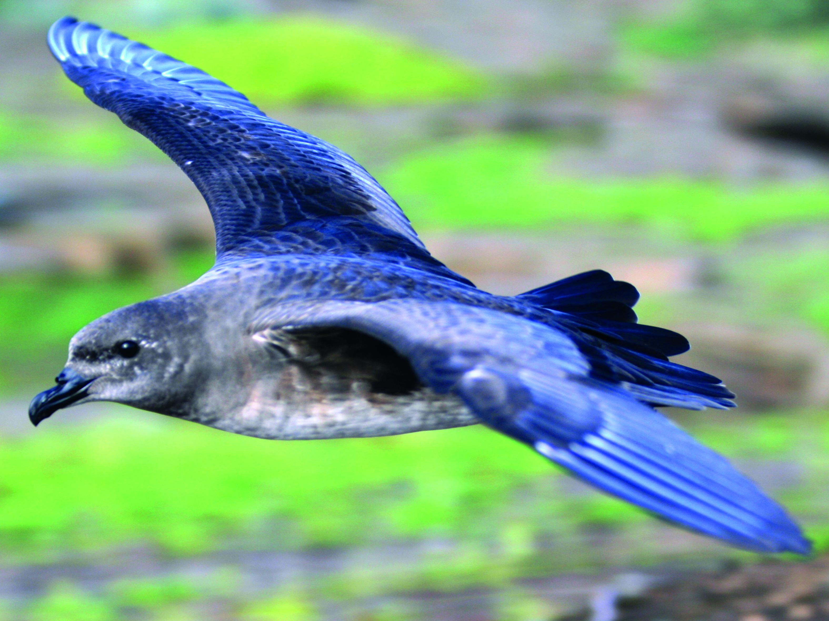 Mauritian Wildlife Foundation