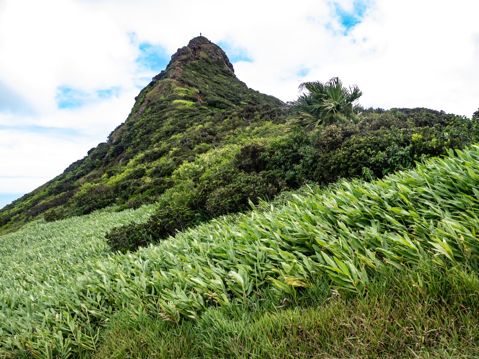 Mauritian Wildlife Foundation